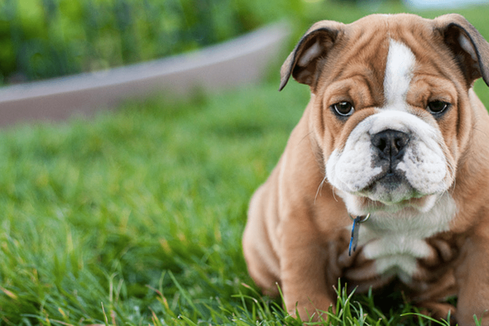 How Much Does Owning Different Types Of Pets Cost Over The Course Of